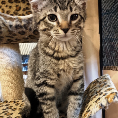 Juno - Saving Tails Animal Rescue