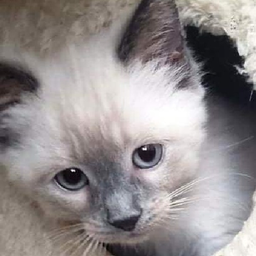 Tali - Saving Tails Animal Rescue