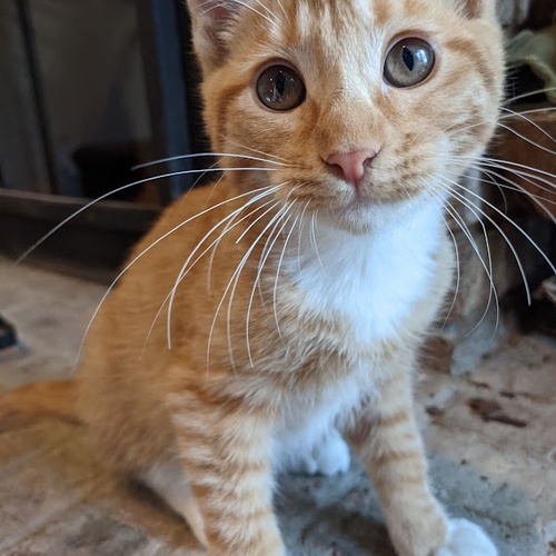 Darrin - Saving Tails Animal Rescue