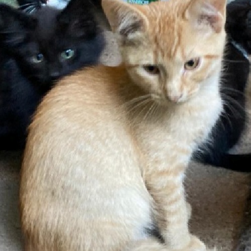 Simba - Saving Tails Animal Rescue