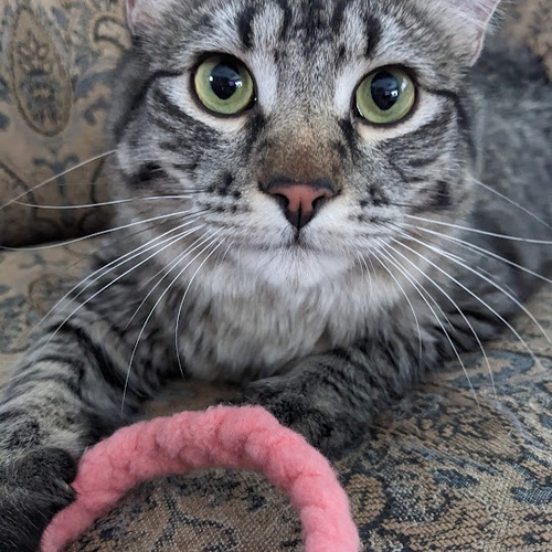 Marley - Saving Tails Animal Rescue