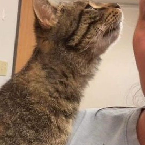 Wayne - Saving Tails Animal Rescue