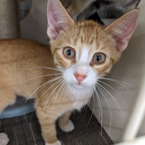 Buttercup - Saving Tails Animal Rescue