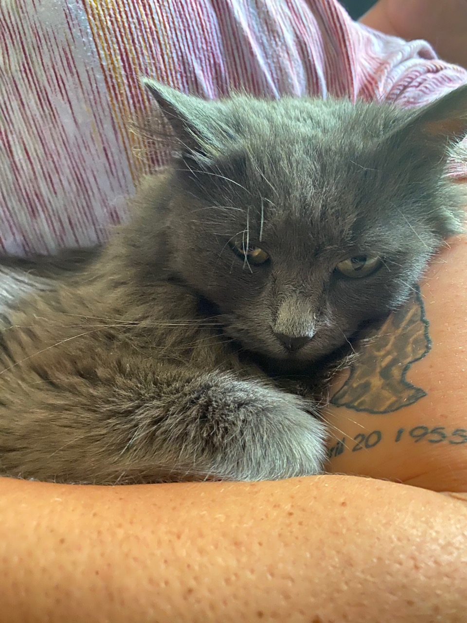 Zoe - Saving Tails Animal Rescue