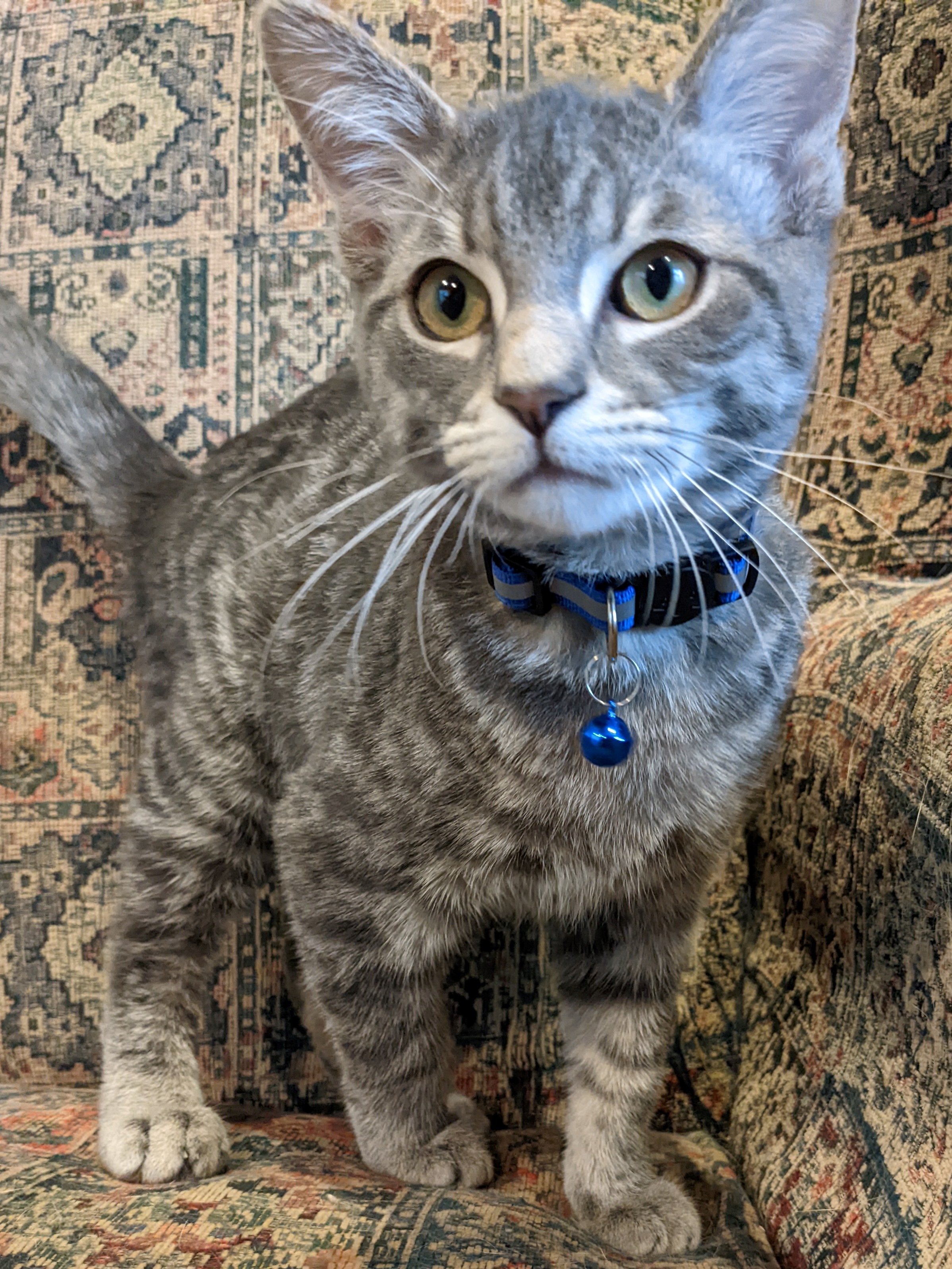 Martin - Saving Tails Animal Rescue