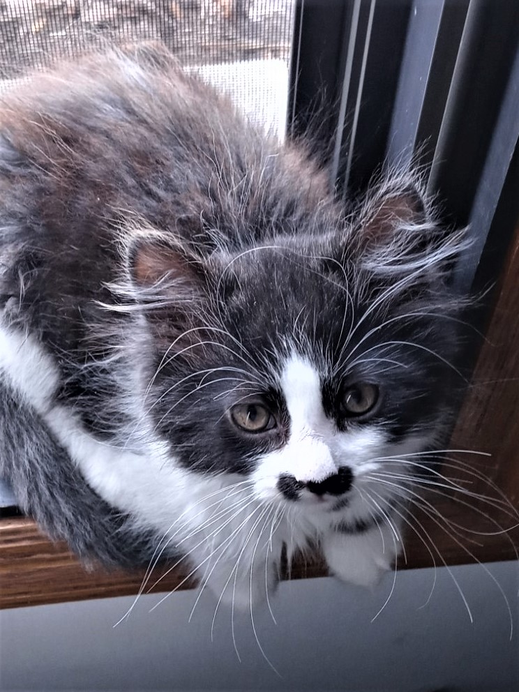 Phoenix - Saving Tails Animal Rescue